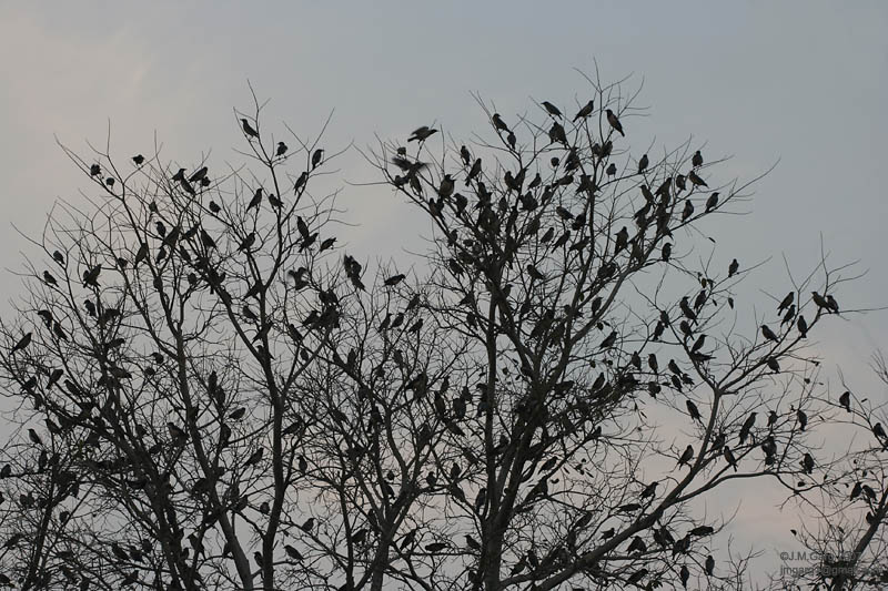 Rosy Starlings – The Birds that Teach us Communal Harmony