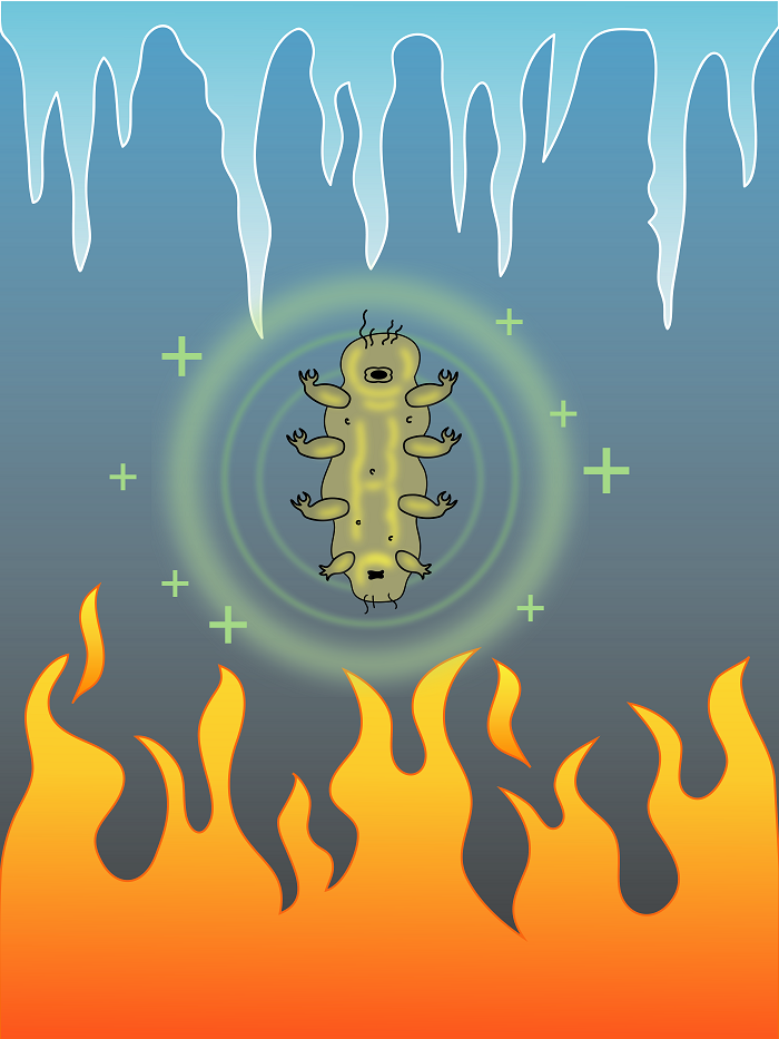 The Secret Lives of Tardigrades - Water bears that Survive Outer Space