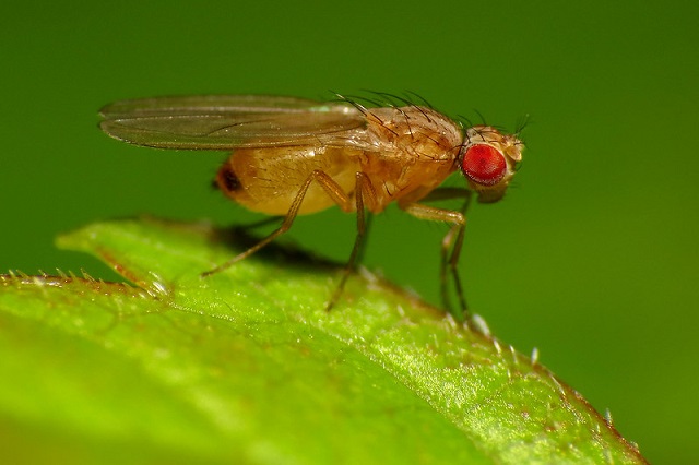 Fruit flies - Tiny Fly, Mighty Wonder - Starry Stories