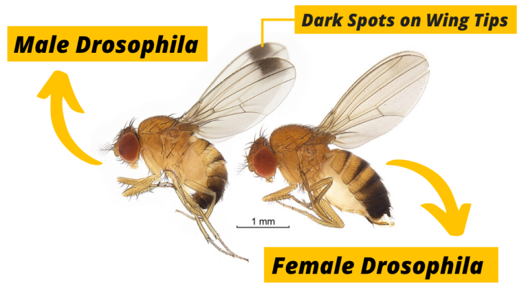 7 Fascinating Facts About Fruit Flies - Starry Stories