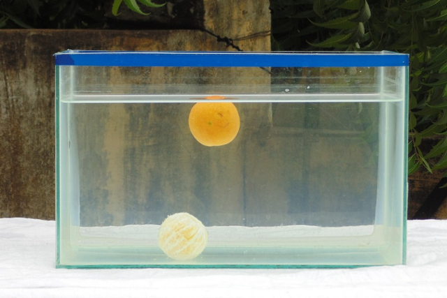 Orange Sink or Float Experiment | Why Do Some Things Float or Sink