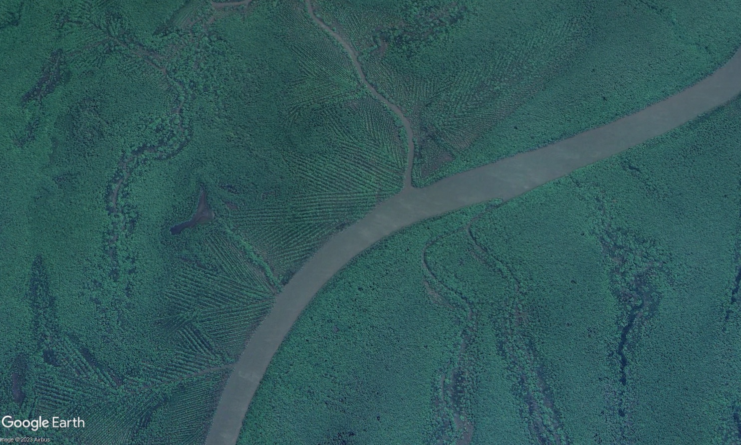 Mangroves: The Unsung Heroes Saving Our World - Starry Stories