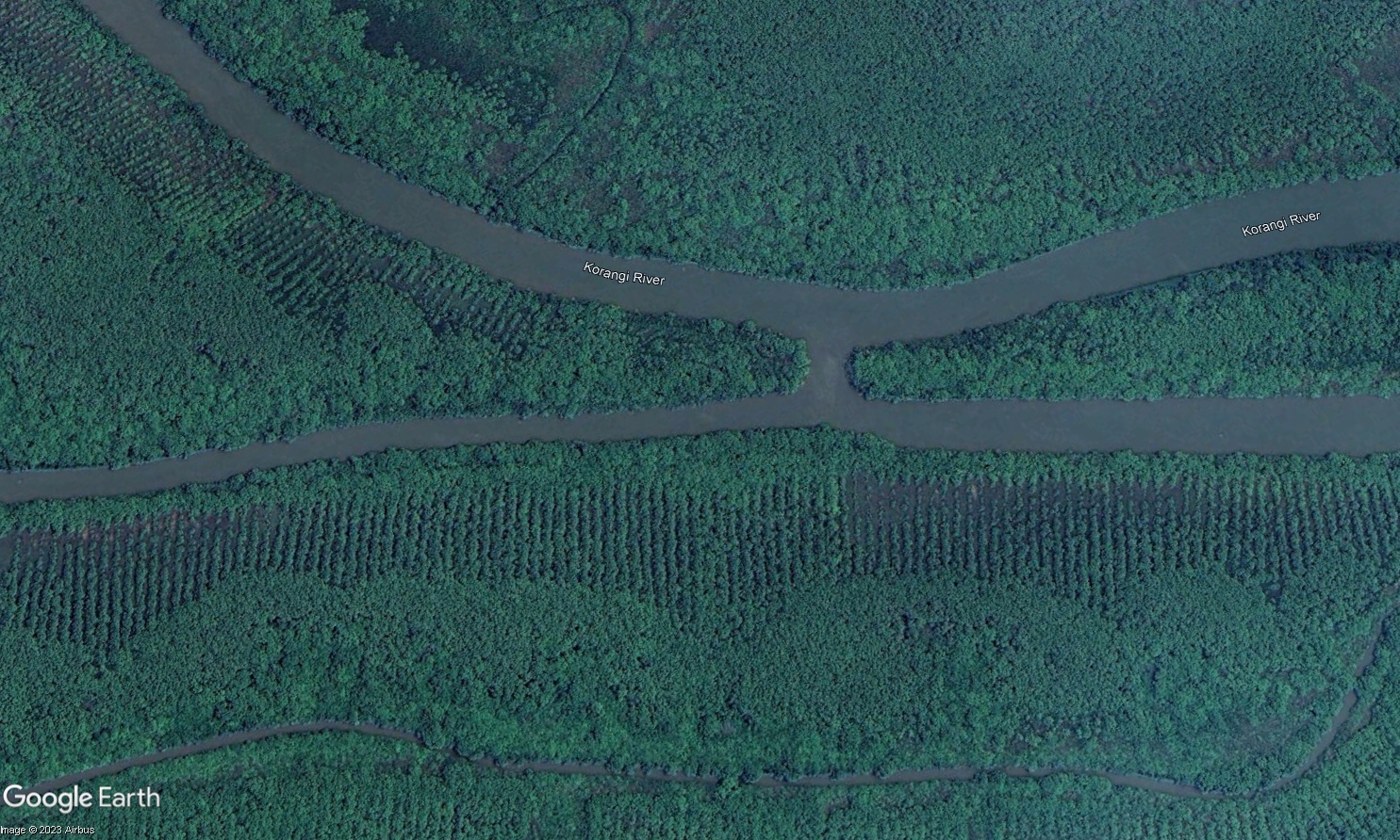 Mangroves: The Unsung Heroes Saving Our World - Starry Stories