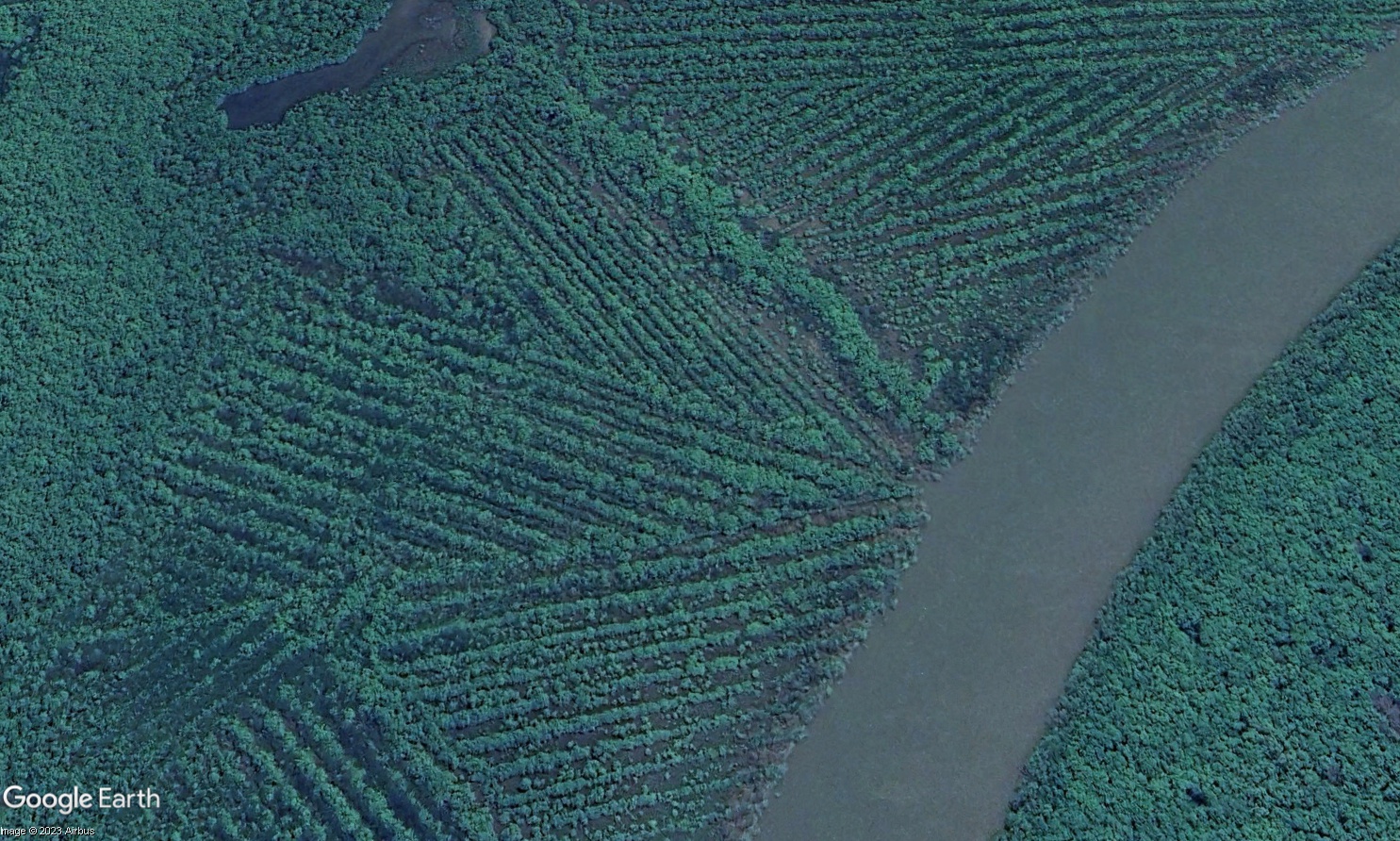 Mangroves: The Unsung Heroes Saving Our World - Starry Stories