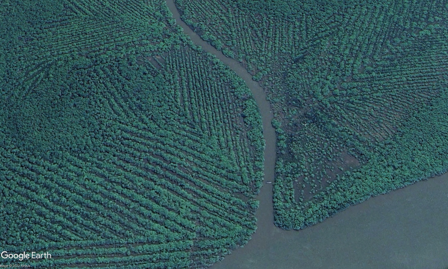 Mangroves: The Unsung Heroes Saving Our World - Starry Stories