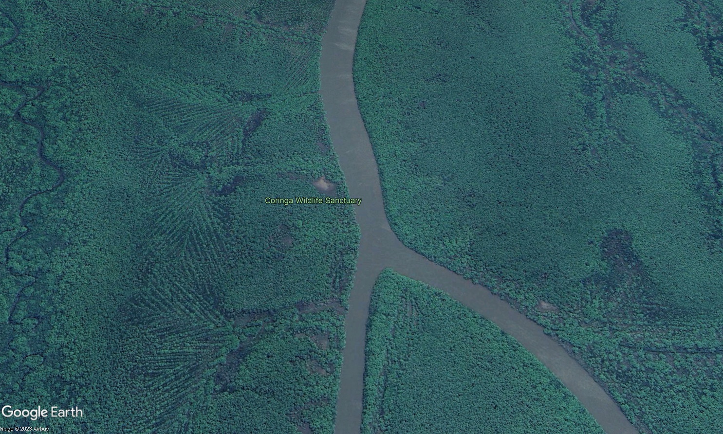 Mangroves: The Unsung Heroes Saving Our World - Starry Stories