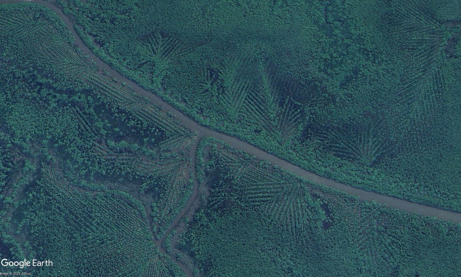 Mangroves: The Unsung Heroes Saving Our World - Starry Stories