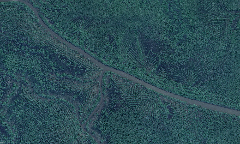 Mangroves: The Unsung Heroes Saving Our World - Starry Stories