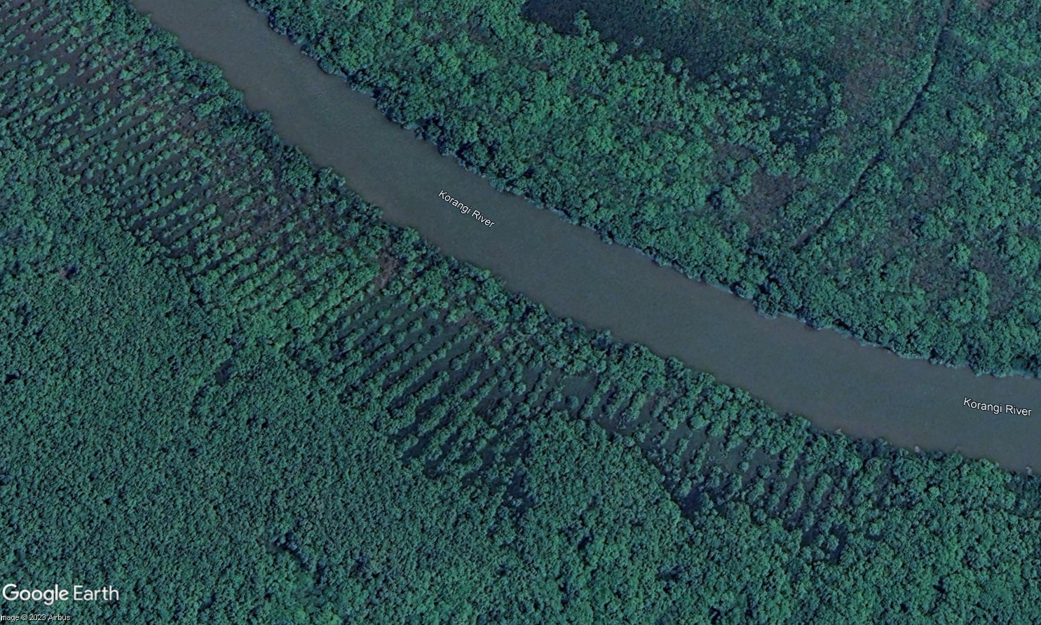 Mangroves: The Unsung Heroes Saving Our World - Starry Stories